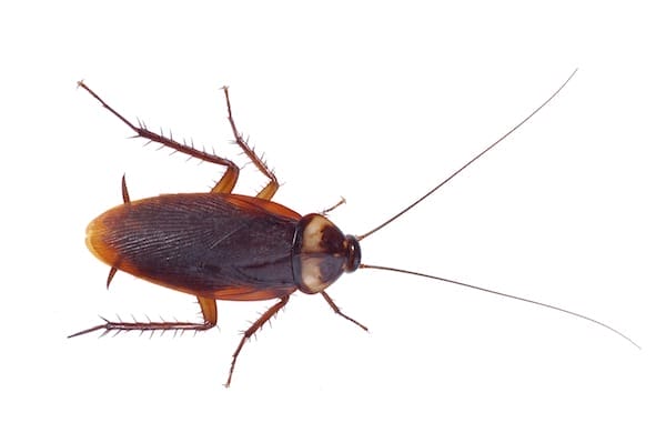 The Best Guide to Container Fumigation Procedures - 2024